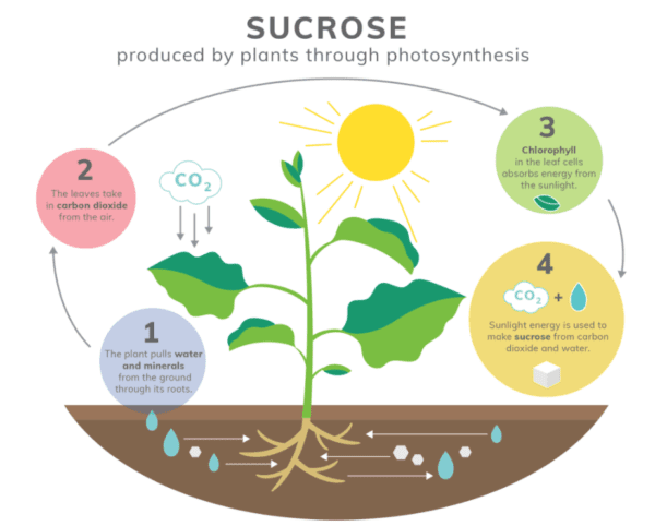 Sugar: Captured Sunshine | The Sugar Association